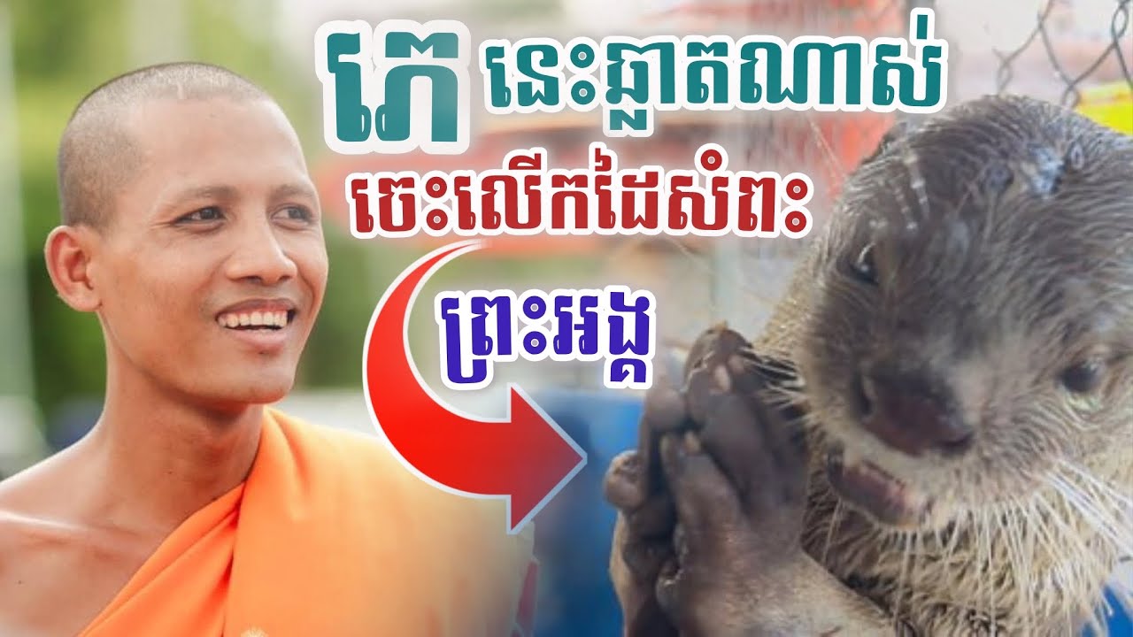 ភេនេះឆ្លាតណាស់ ចេះលើកដៃសំពះ - YouTube