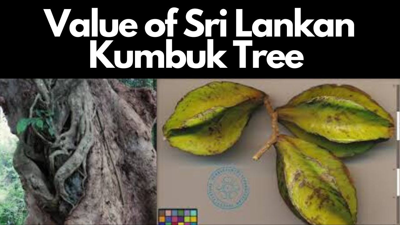 Value of Sri Lankan Kumbuk Tree or Terminalia Arjuna Tree - YouTube