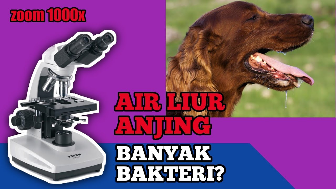 ZOOM 1000X ‼️AIR LIUR ANJING DENGAN MIKROSKOP - YouTube