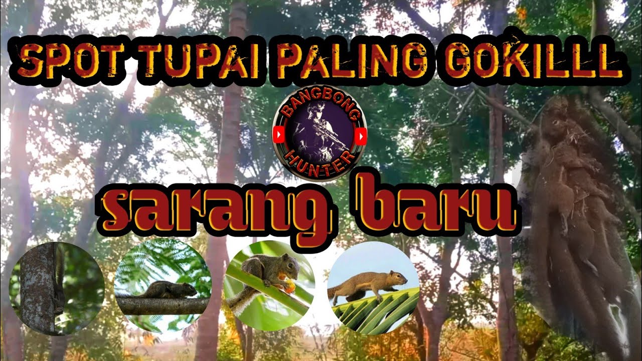 BERBURU HAMA TUPAI DI SPOT YANG BIKIN LUPA WAKTU | TUPAI TERUS MUNCUL@BANGBONGHUNTER - YouTube