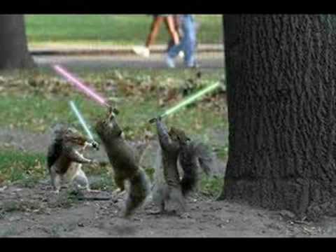 Squirrel Wars Gangsta Rap - YouTube