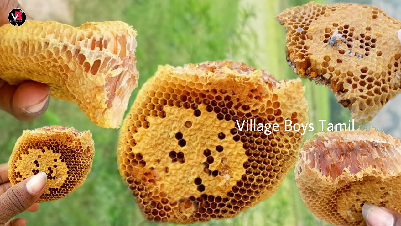 Honey Hunting | Chittu Thean | சிட்டுத்தேன் | Honey Harvesting simple ...