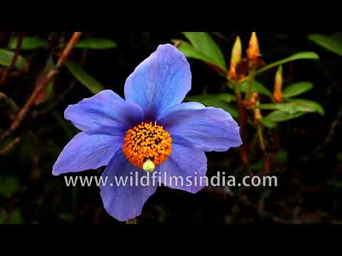 Holy grail of Himalayan flora! Meconopsis simplicifolia or Blue Poppy in flower in north Sikkim