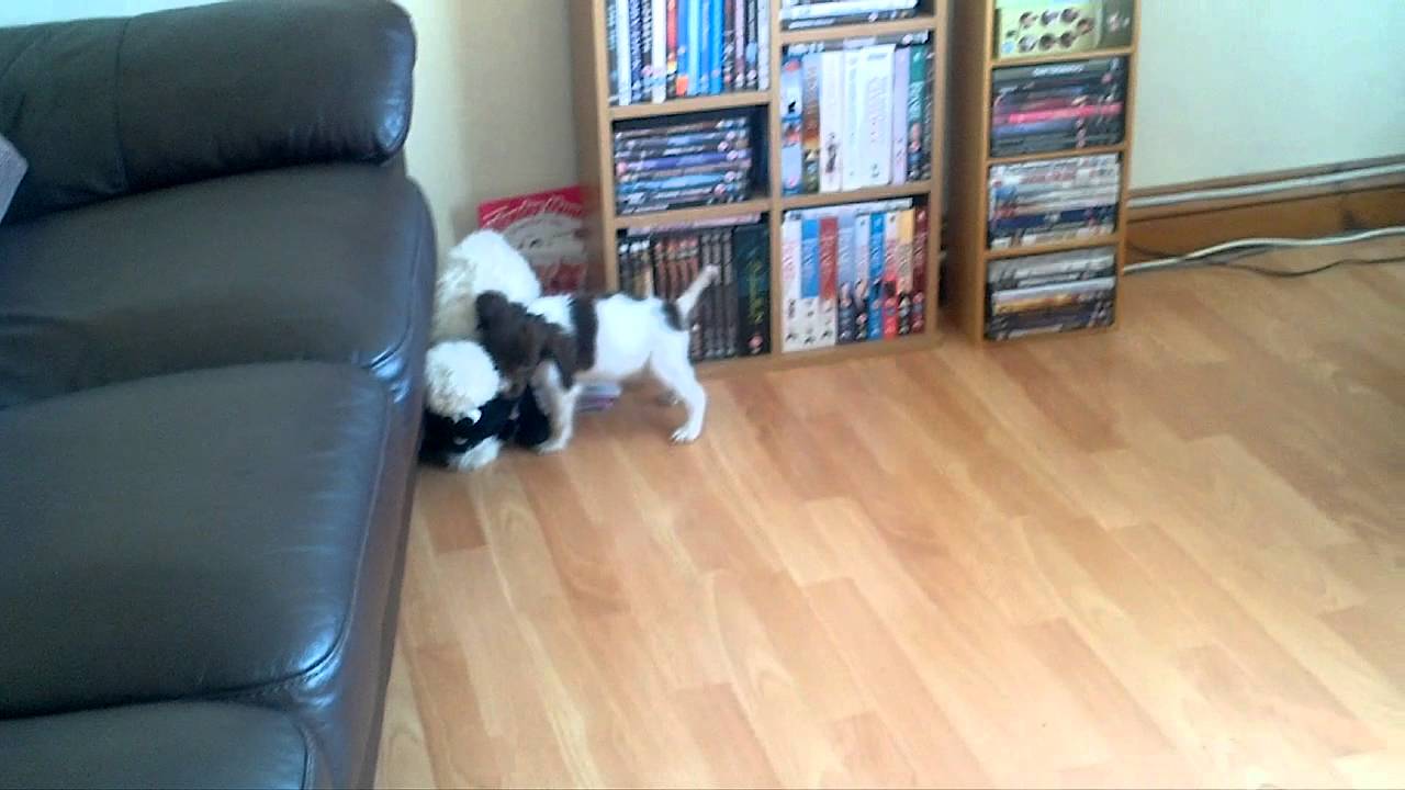 River and Shaun (Springer Spaniel 10 weeks) - YouTube