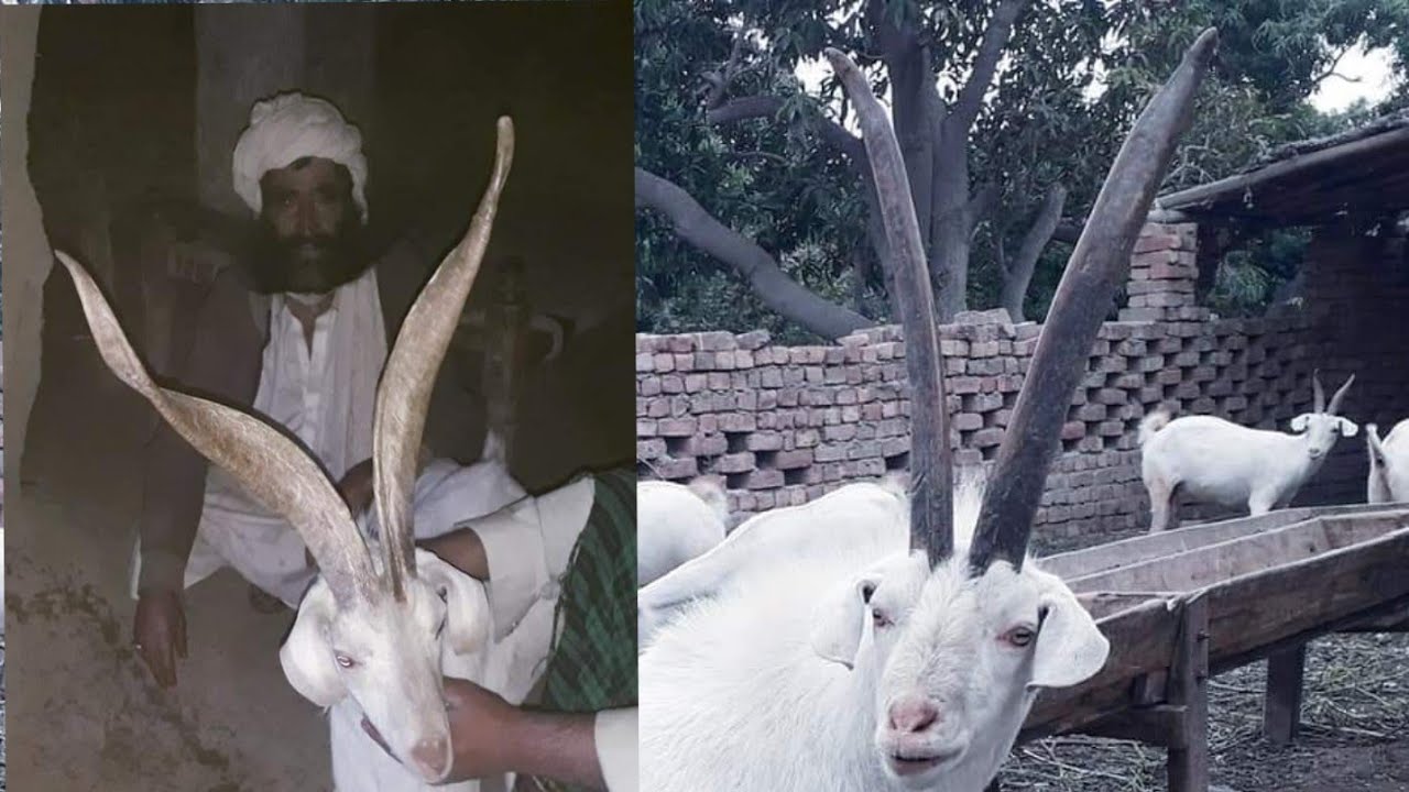 White Tapri Goats | Documentary - YouTube
