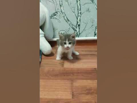милый кет😻💜 - YouTube