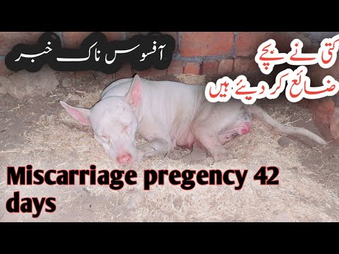Dog pregnancy miscarriage || miscarriage pregency dog 42 days - YouTube