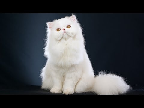 Odaklanan Kedi - Komik video