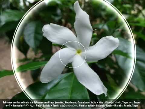 Tabernaemontana divaricata, TabernaemonCrape jasmine, Moonbeam ...