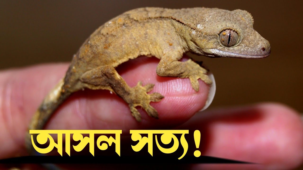 তক্ষক নিয়ে অবাক করা তথ্য | Tokkhok Animal | তক্ষকের মূল্য কোটি টাকা ...