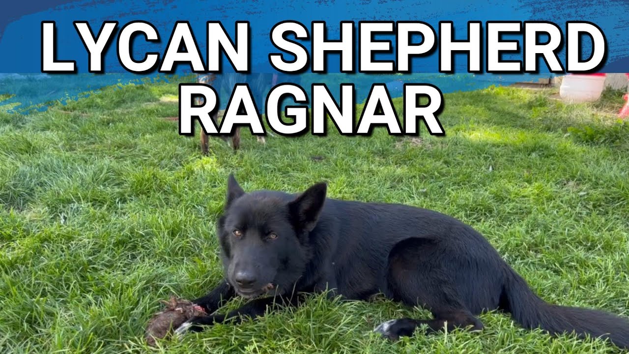 Puppy Update: Ragnar The Lycan Shepherd | Idaho Pasture Piglet Update ...