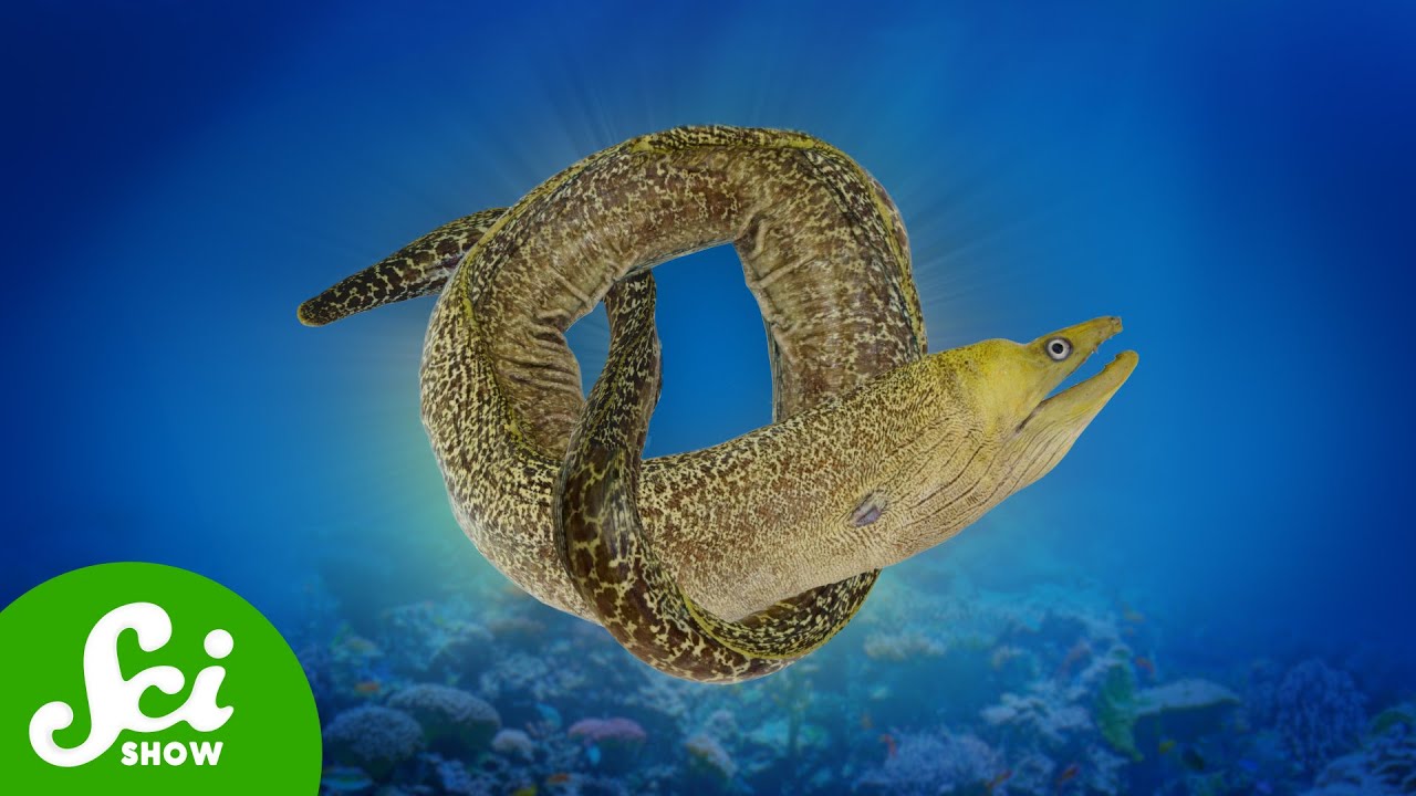 Why Do These Animals Get Tied Up In Knots YouTube why-do-these-animals-get-tied-up-in-knots-youtube