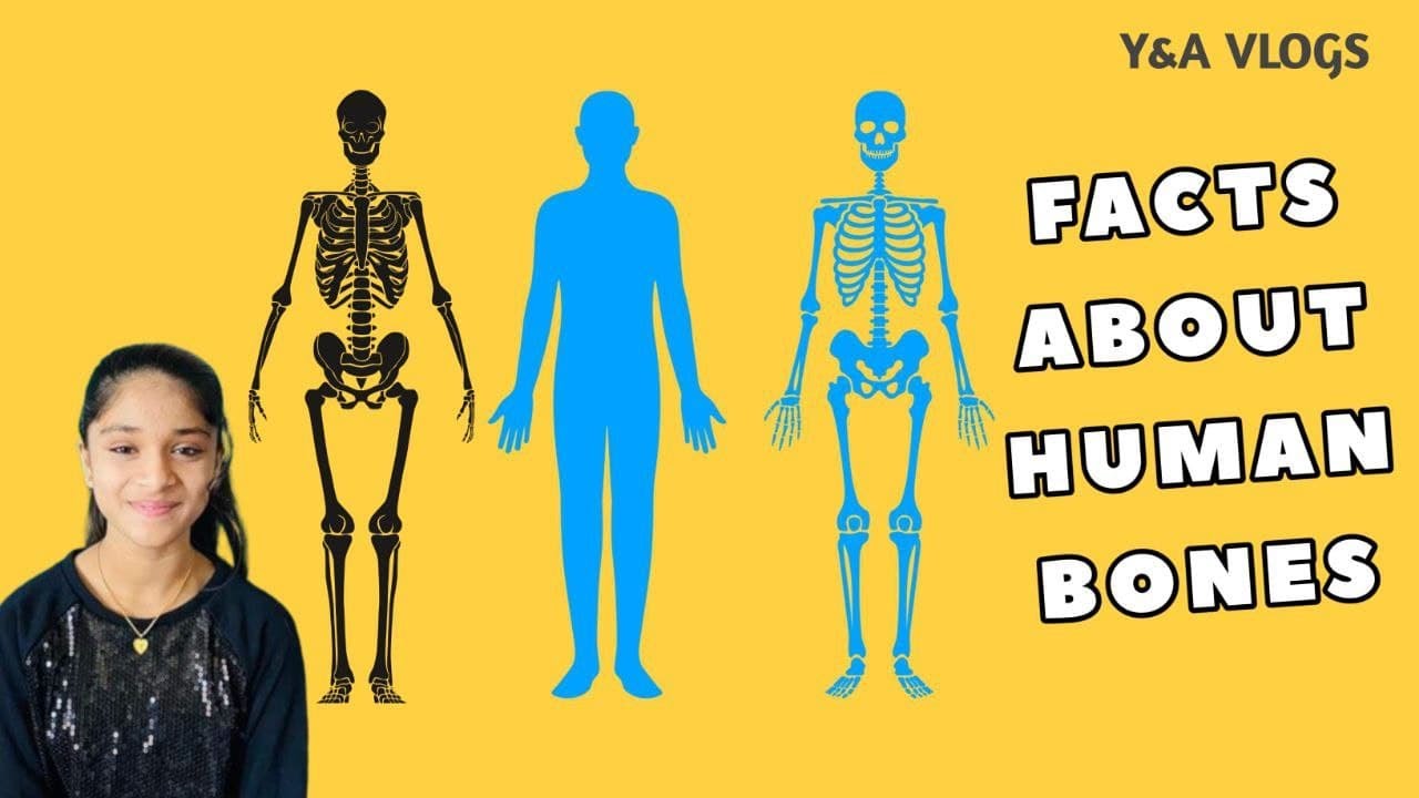 Facts About Human Bones Names Of The Human Bones Y A Vlogs YouTube facts-about-human-bones-names-of-the-human-bones-y-a-vlogs-youtube