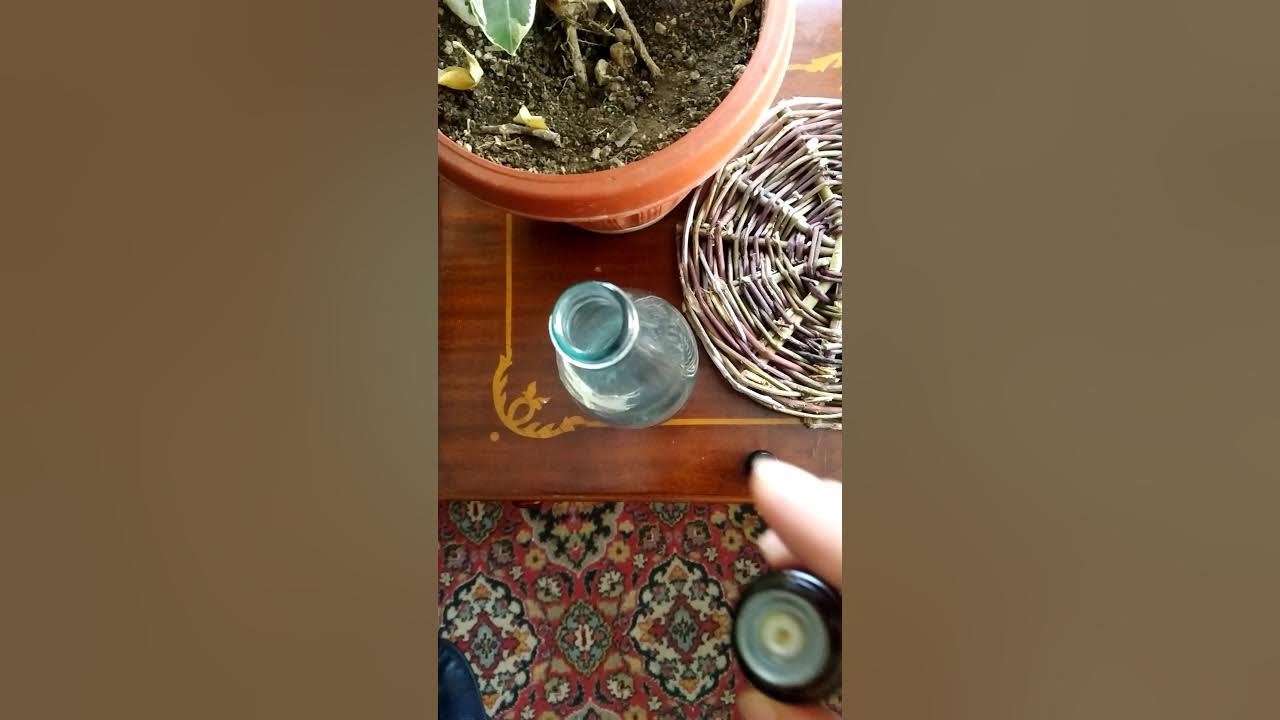 Эфирное масло имбиря и простой рецепт - YouTube
