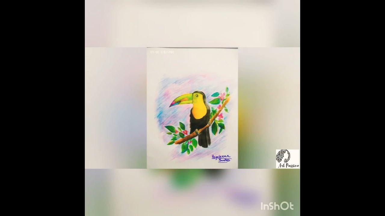 How to draw keel billed toucan. - YouTube