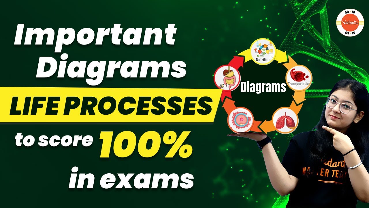 Important Diagrams of Life Processes to Score 100% in Exams | Life ...