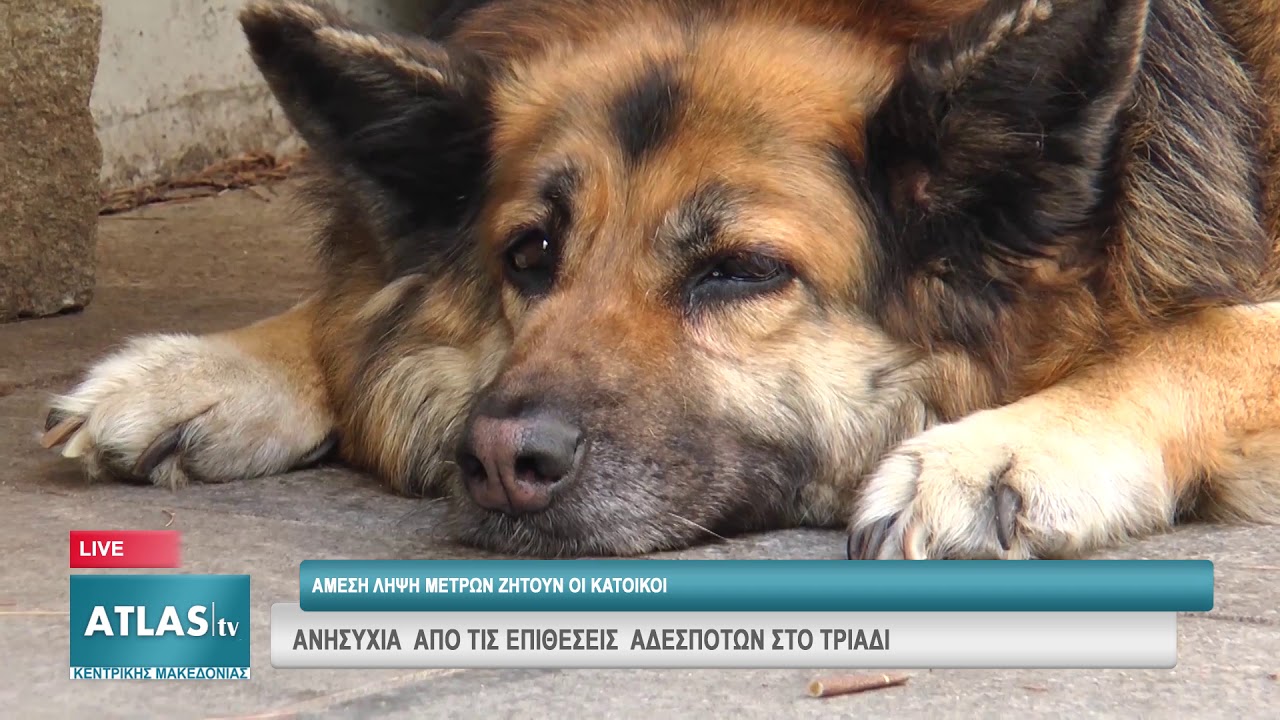 ΑΝΗΣΥΧΙΑ ΑΠΟ ΤΙΣ ΕΠΙΘΕΣΕΙΣ ΑΔΕΣΠΟΤΩΝ ΣΤΟ ΤΡΙΑΔΙ - YouTube
