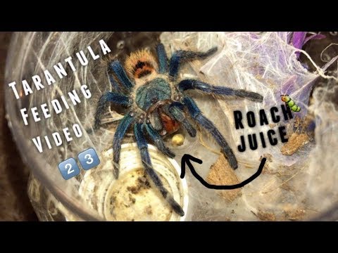 Tarantula Feeding Video #23 ~ Why I don't film slings !!!