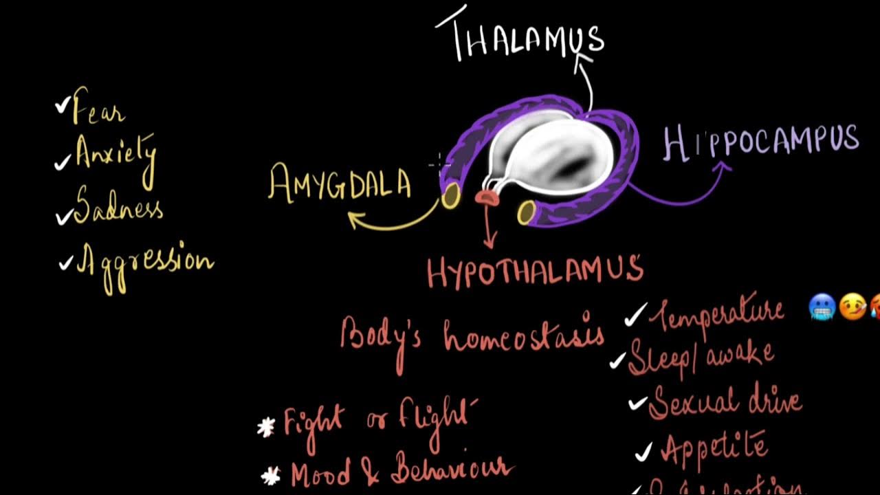 Thalamus, hypothalamus, and limbic system | Neural control and ...
