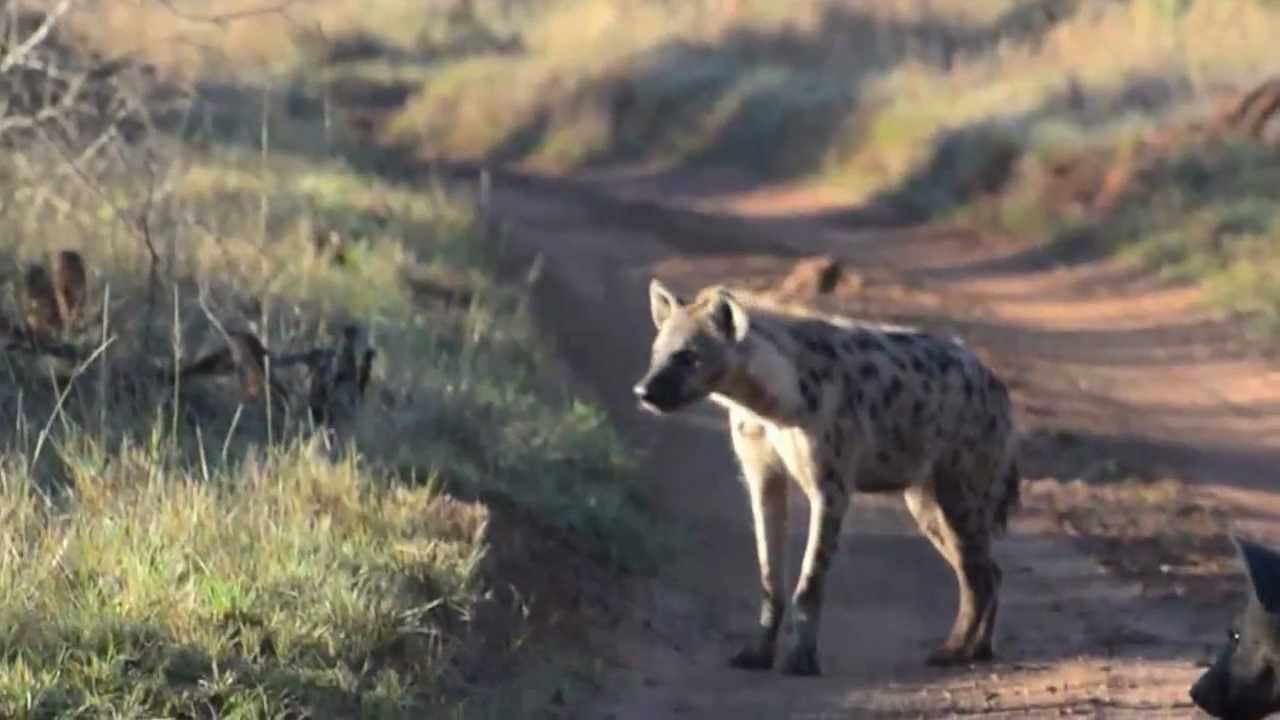 Spotted Hyena pack in Phinda - YouTube