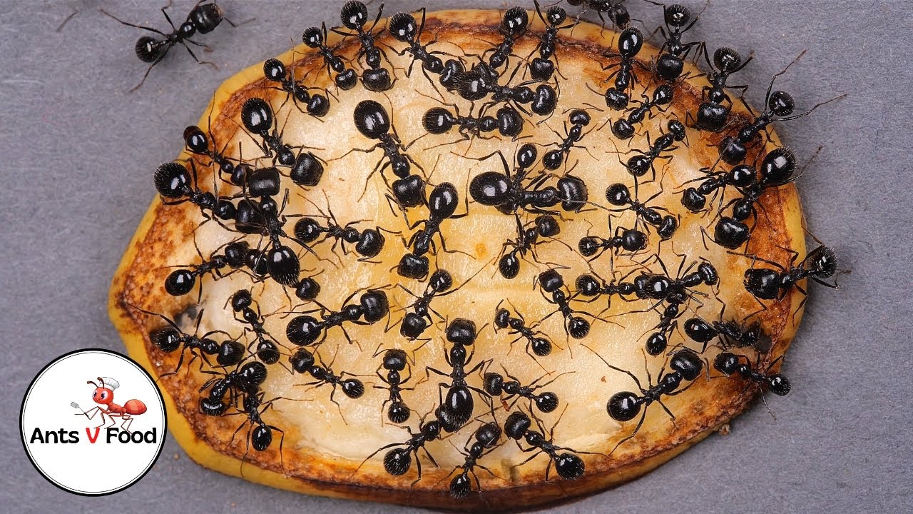 Ant Colony vs Banana Timelapse Extended Edition - YouTube