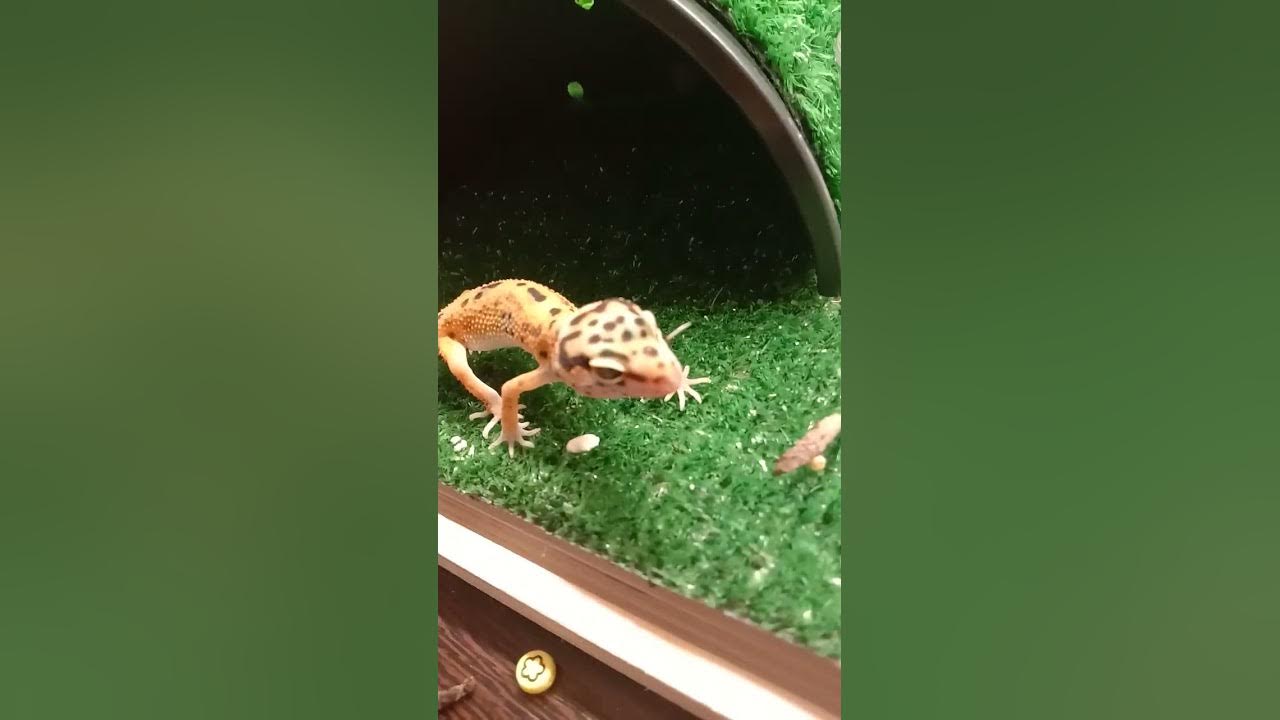 кормление эублефара Фурри.🦎 - YouTube