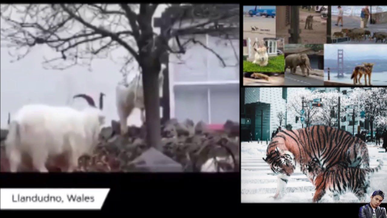 Wild animals invade lockdown cities - YouTube