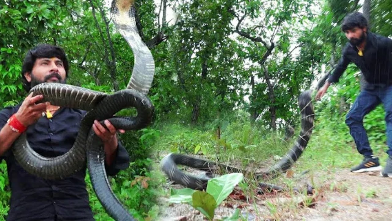 #snake बड़े से सांप को इस आदमी ने कैसे पकड़ा आप खुद ही देख लीजिए अपने ...