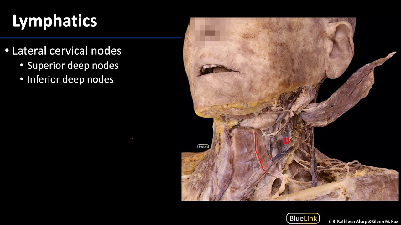 Anterior Neck - Lymphatics - YouTube
