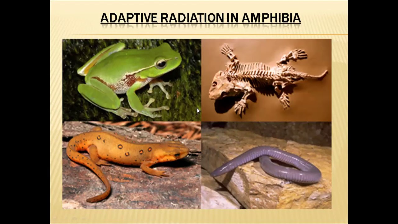 Adaptive Radiation In Reptiles