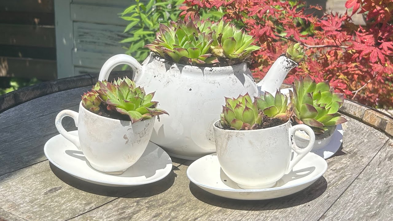 Unexpected succulent planters / but seriously, a shower caddy?? / my ...