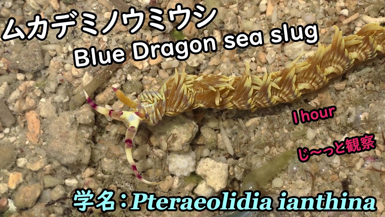 My heart got tired, so I'm Chilling Out with Blue Dragon sea slug in ...