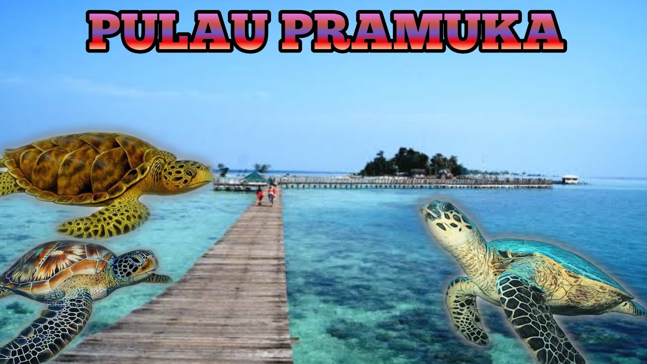 PENANGKARAN BEBERAPA JENIS PENYU DI PULAU PRAMUKA PULAU SERIBU - YouTube