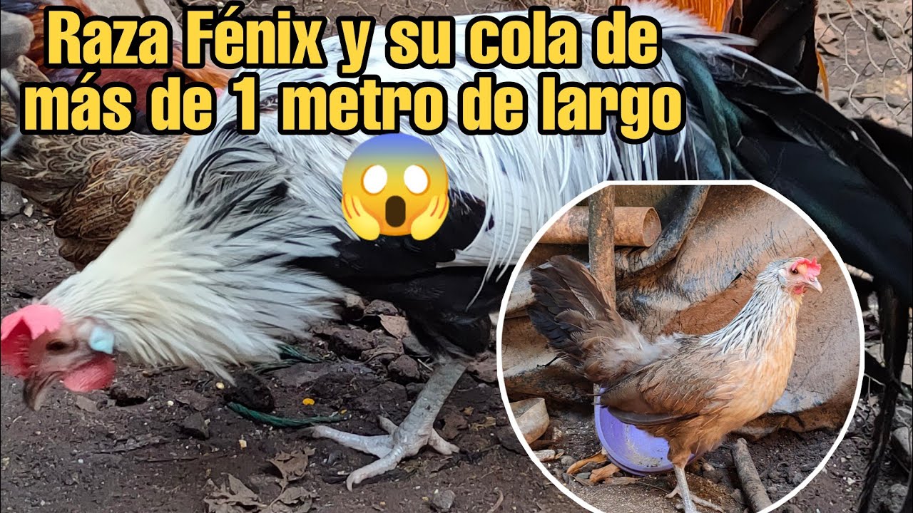 Pollos de RAZA FÉNIX- Estos son mis ejemplares 🐔🐓 - YouTube