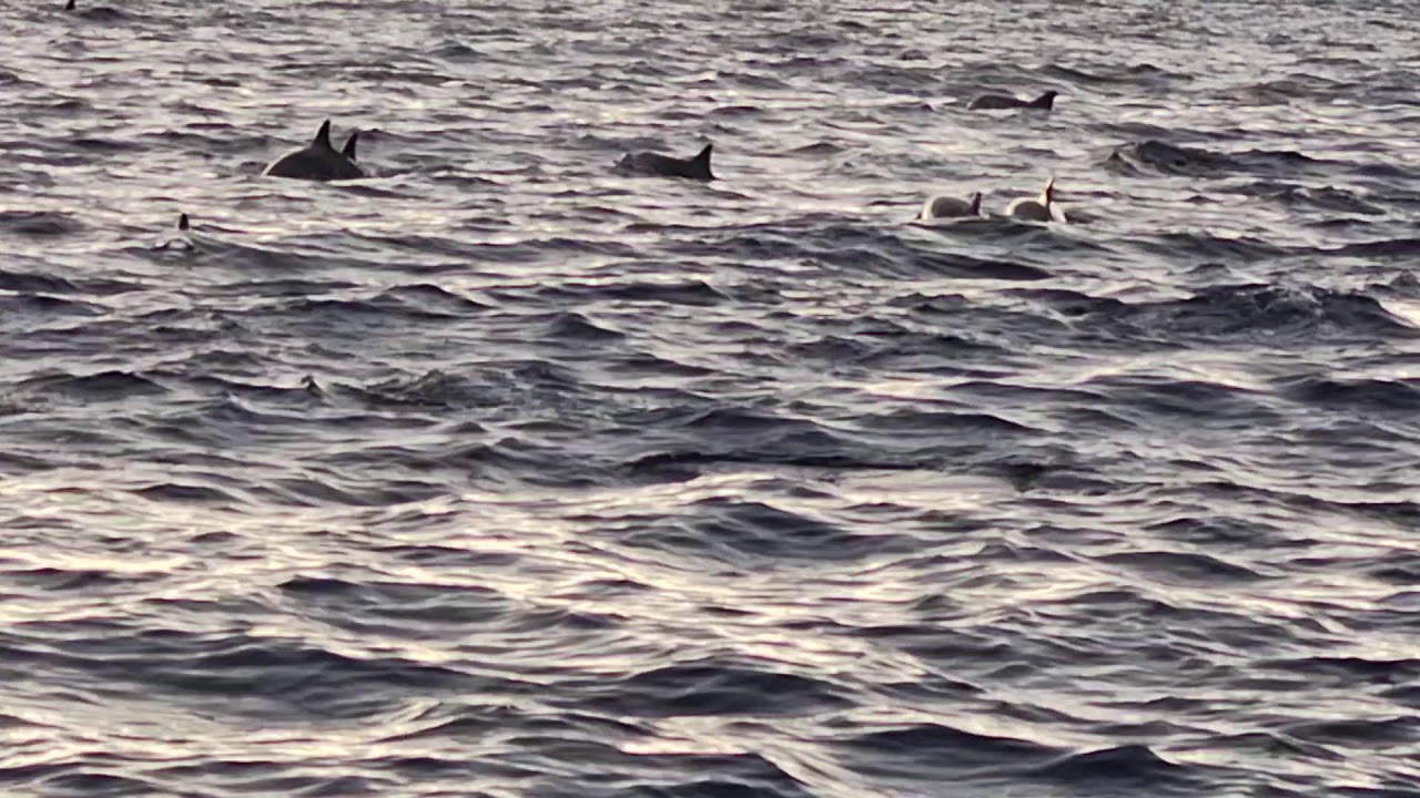 Bohol: Dolphin Watching in Loboc - YouTube