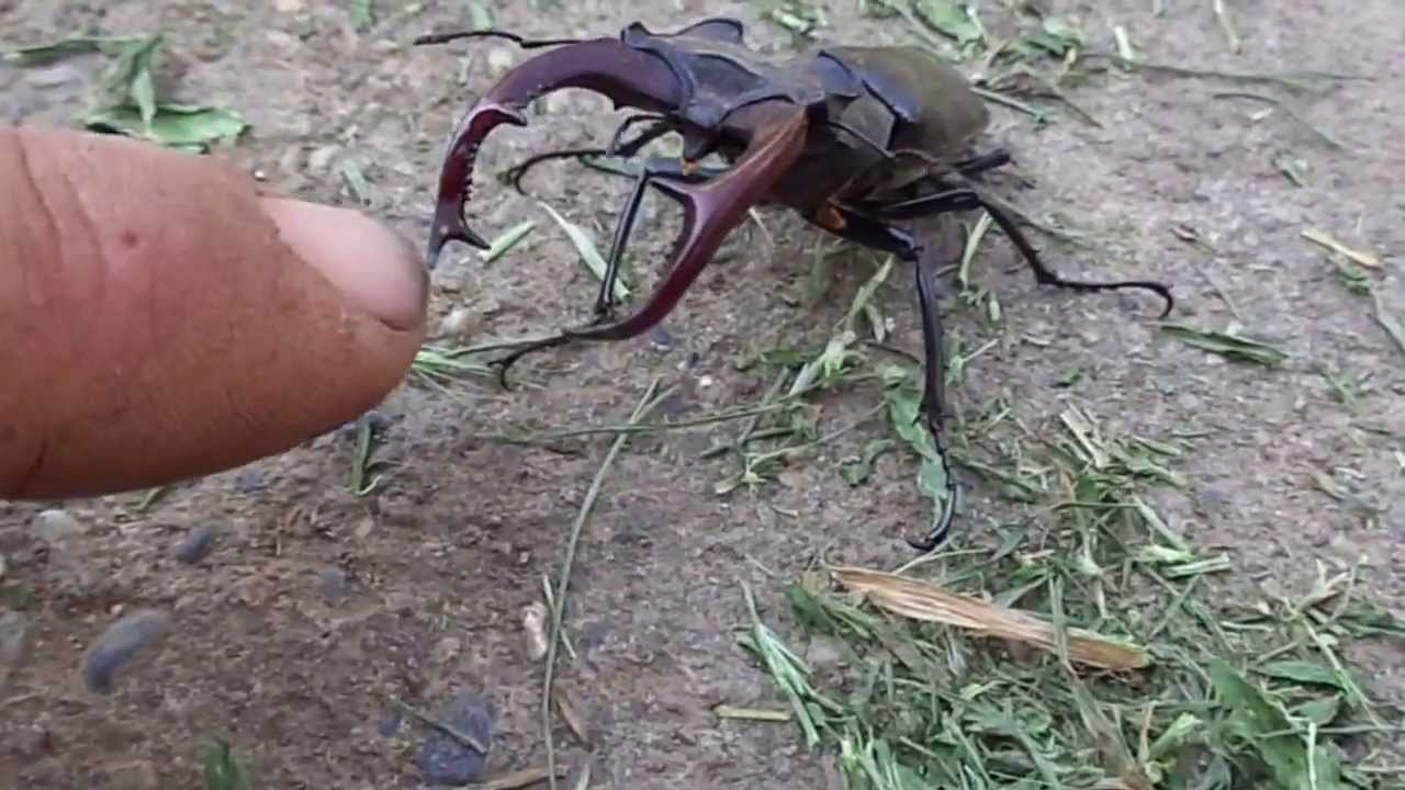 Buba Jelenak - YouTube