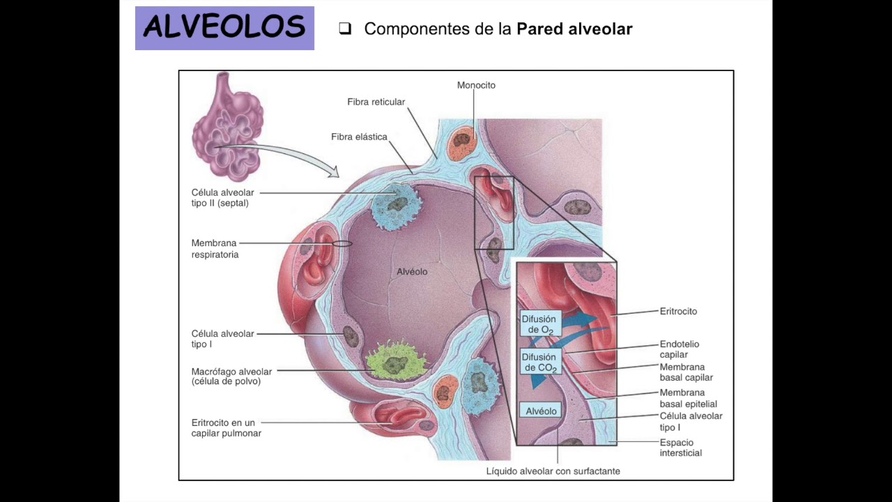 Alveolos Youtube