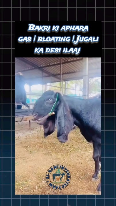Bakri ki aphara gas bloating jugali band ka ilaaj #goat #goattreatment #bakripalan #goatfarming ...