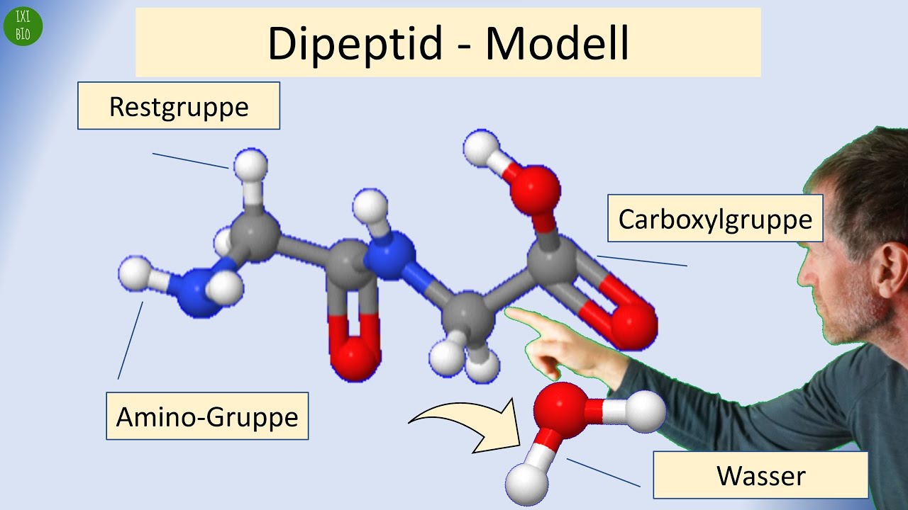 Erstellen eigener Dipeptid-Modelle mit kostenloser Website der ...
