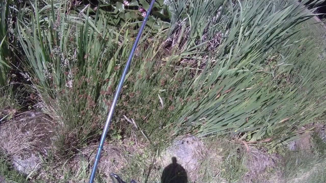 Bullfrog Fishing - YouTube