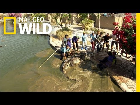Enormous Hybrid Croc | Python Hunters - YouTube