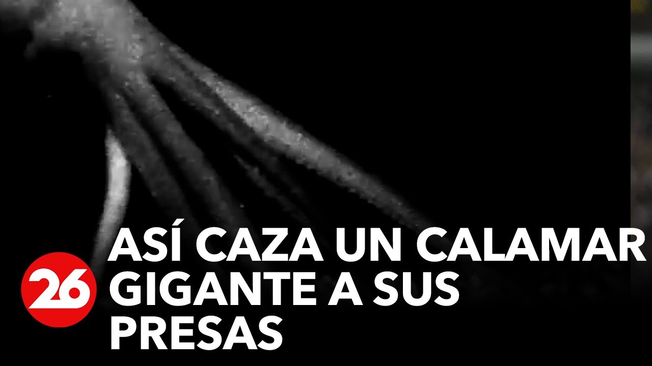 Impresionante: así caza un calamar gigante a sus presas en lo más ...