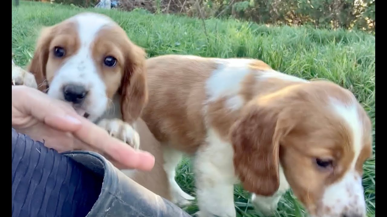 8 Week Welsh Springer Spaniels - November 2022 - YouTube