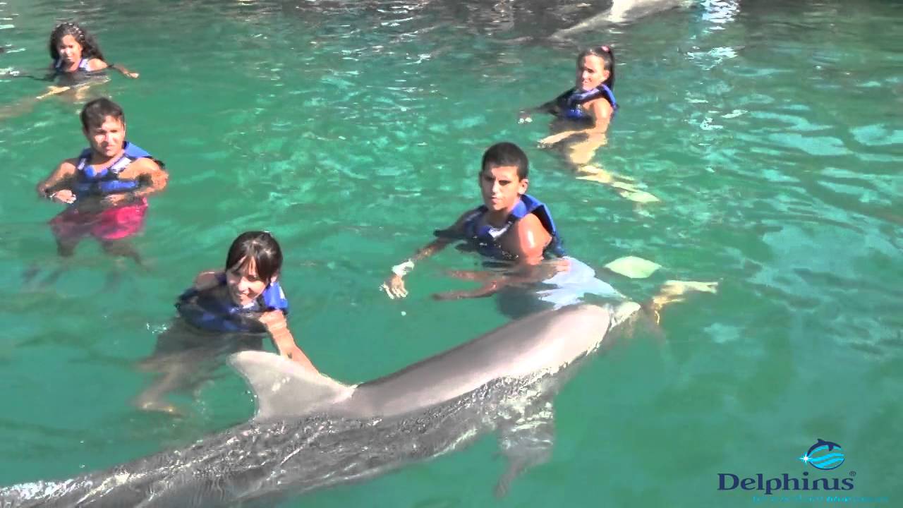 Delfines en Cancun 2017 - YouTube