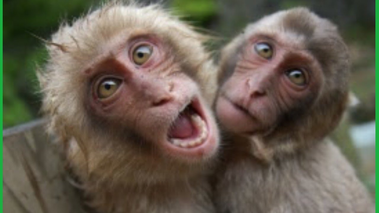 Dos changos Bailando! Música Satanica - YouTube