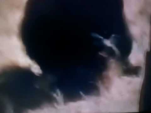 Datvebis brzola - YouTube