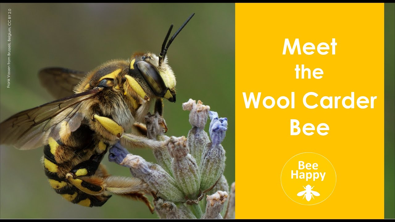 Meet the Wool Carder Bee - YouTube