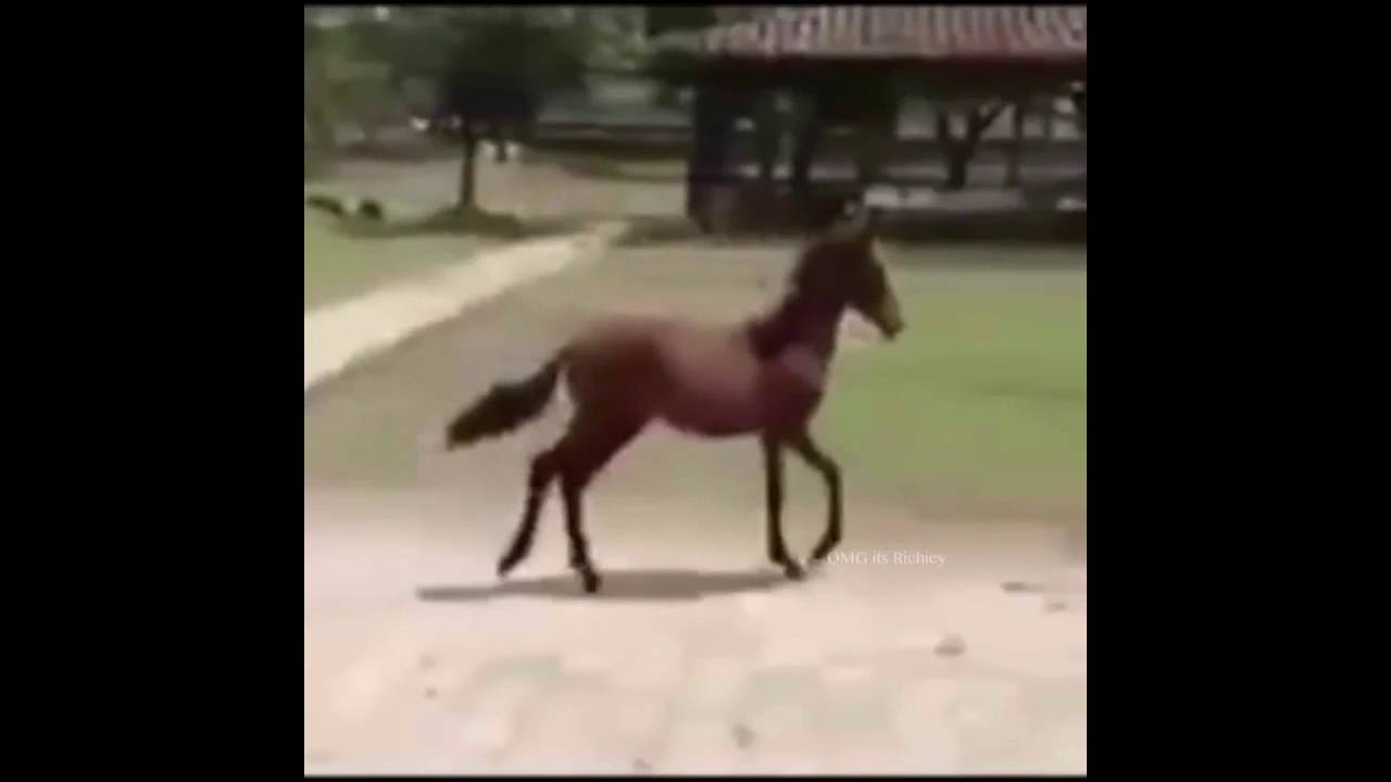 Gotta Go Fast! Horse vine (Sonic) - YouTube