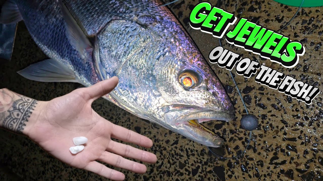 The SILVER GHOST - Mulloway CATCH, FILLET & JEWEL extraction - YouTube
