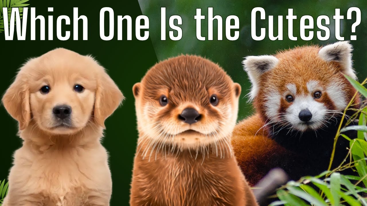 Top 10 Cutest Baby Animals in the World | Most Adorable Creatures That ...